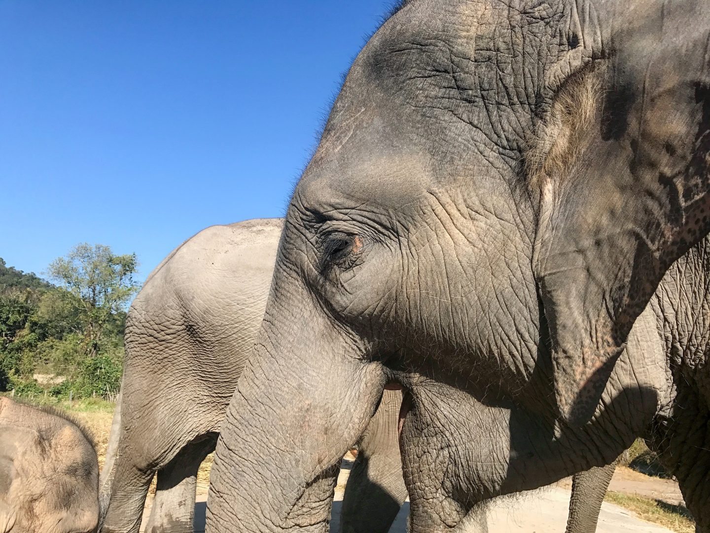 Vital FAQs Answered About Patara Elephant Farm in Chiang Mai