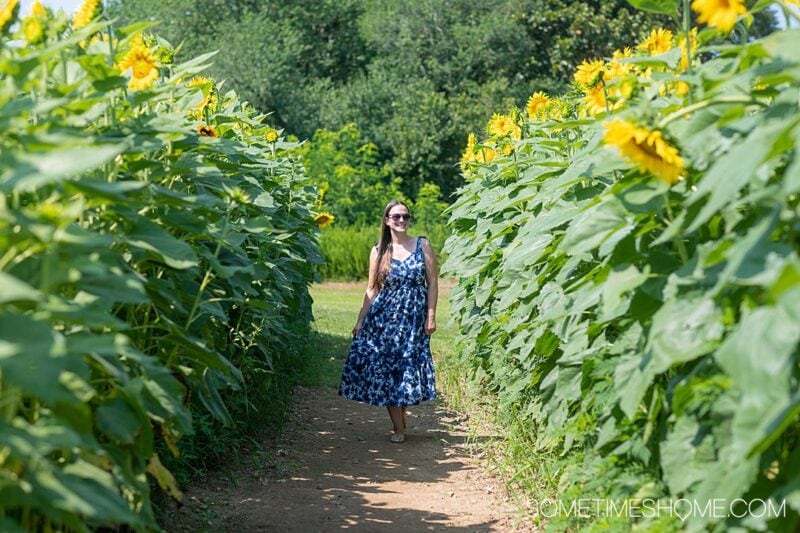 Raleigh Sunflowers in North Carolina: The Only Guide You Need
