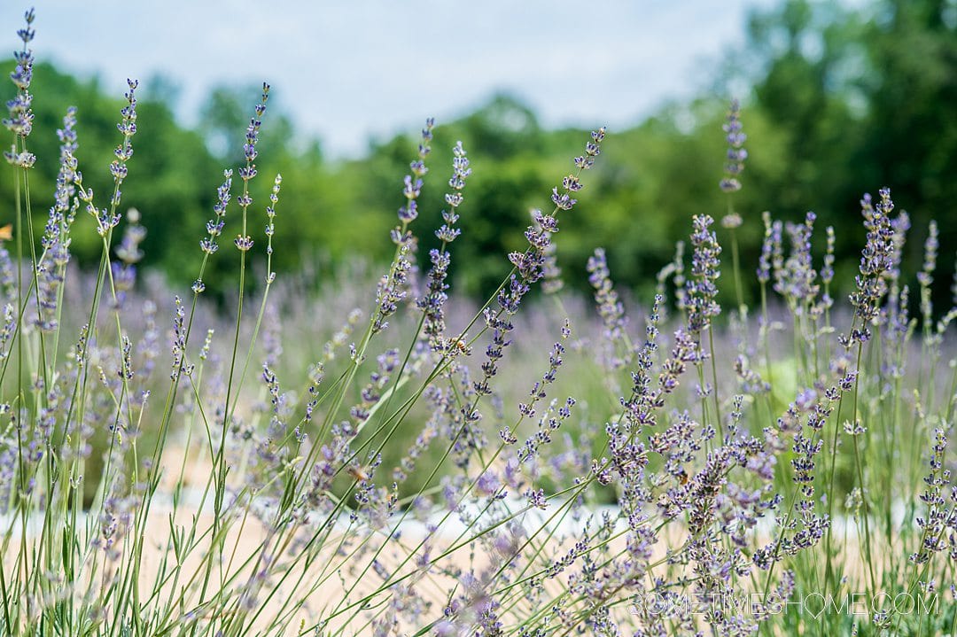 Lavender Field near Raleigh: Lavender Oaks Info for a Perfect Visit